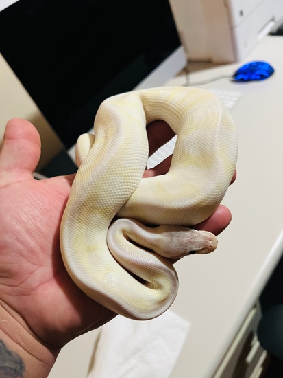 Blue Eye Lucy Super Mojave Spider Ball Python by VS Herpetarium