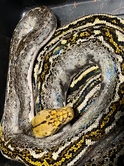 Super Tiger Pied Reticulated Python by VS Herpetarium