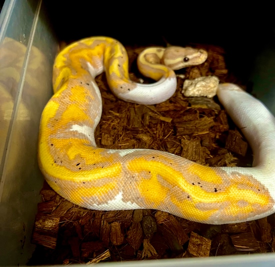 Deal Of The Year** Coral Glow Black Pastel Yb Od Pied Ball Python by VS ...