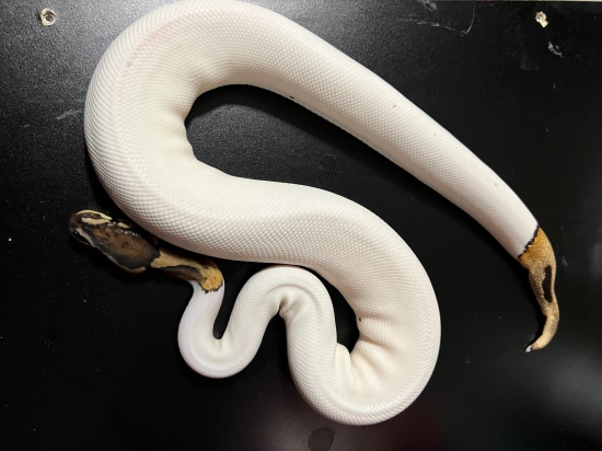 Super Deal For Today Pied 100% Het Lavender Ball Python by VS Herpetarium
