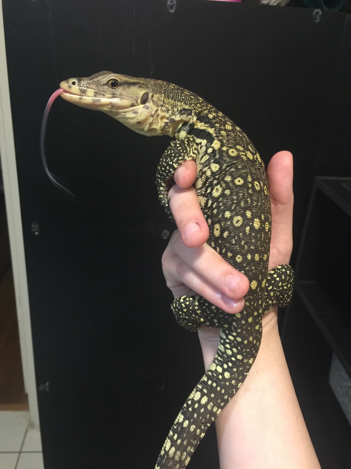 Super Tame Sumatran Water Monitor by Kawaii Scale Babies - MorphMarket