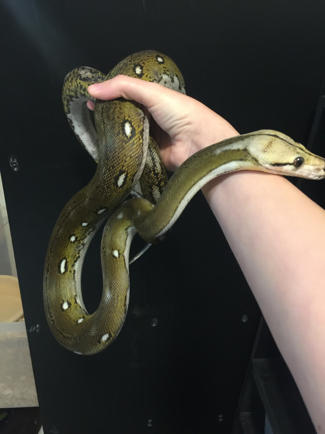 Beautiful And Friendly Reticulated Python by Kawaii Scale Babies ...