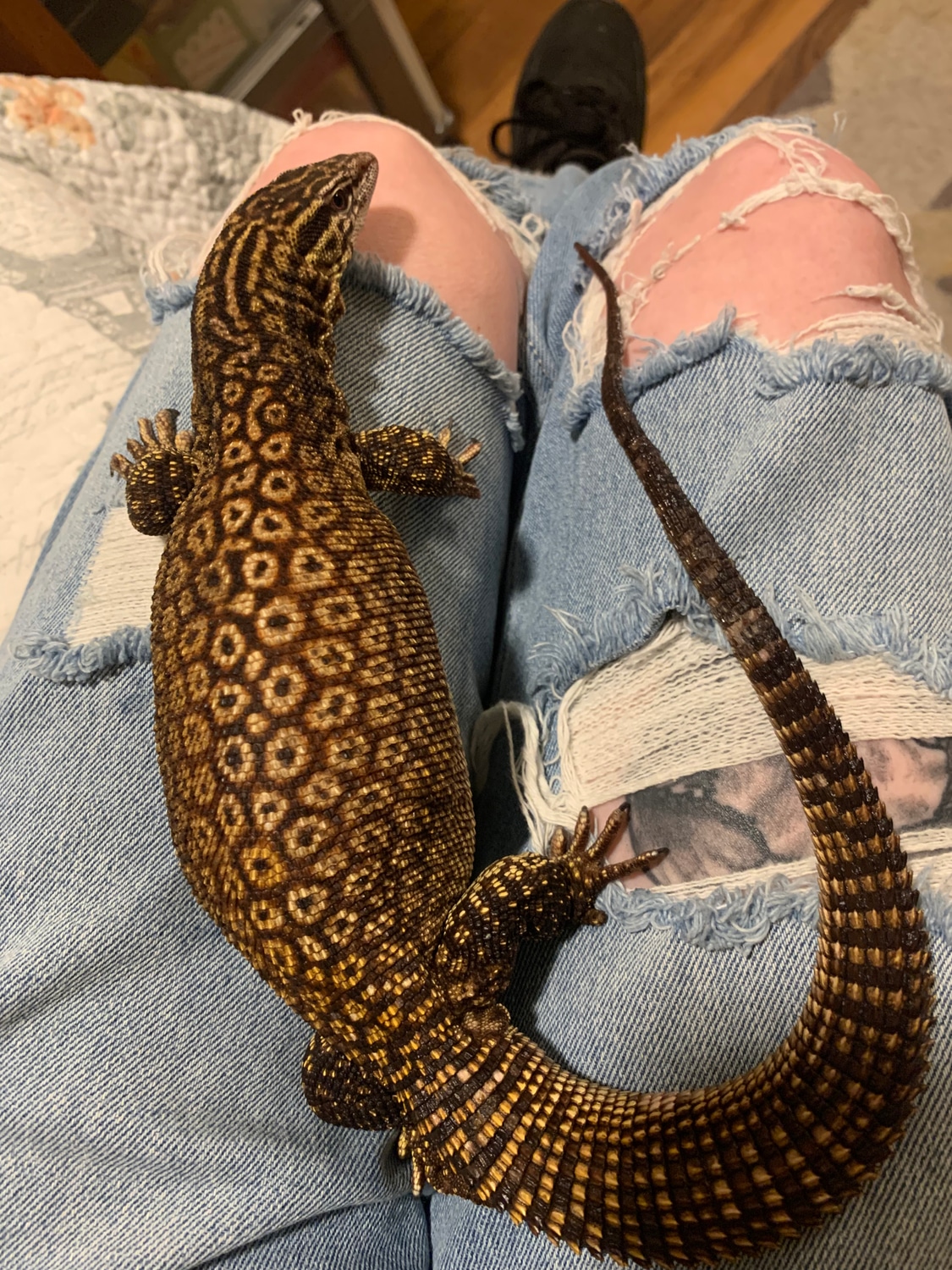 Proven Adult Male Yellow Ackie Spiny-Tailed Monitor by Kawaii Scale ...