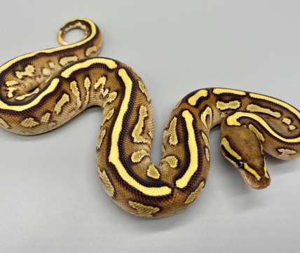 Vgm Royals - MorphMarket