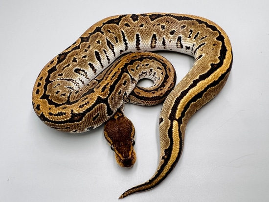 Blackhead Pinstripe Red & Ringer Gene Ph Hypo Ball Python by Vgm Royals