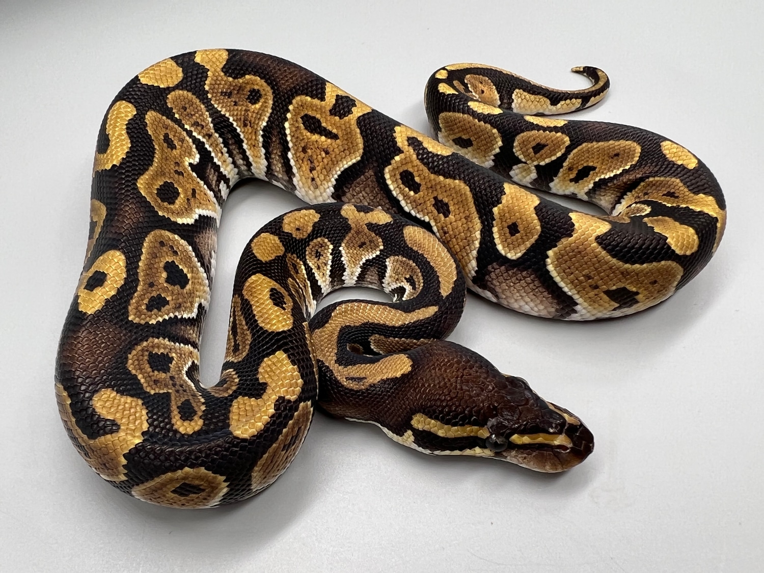 Phantom Red Gene Het Hypo Ball Python by Vgm Royals - MorphMarket