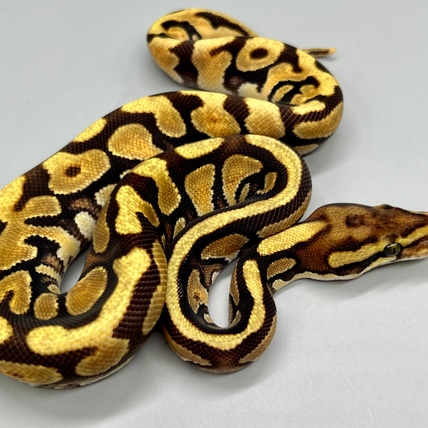 Vgm Royals - MorphMarket