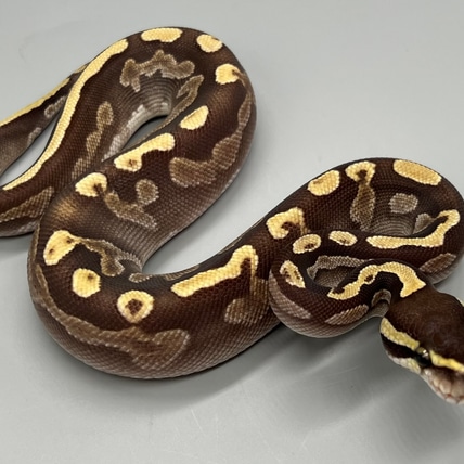 Vgm Royals - MorphMarket