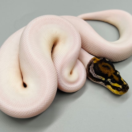 Vgm Royals - MorphMarket