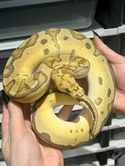Clown Combo 400g UK ONLY Ball Python by VGM ROYALS
