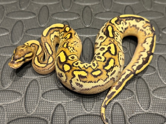 Bongo Orange Dream Leopard Fire Yellowbelly Het Clown Ball Python by ...
