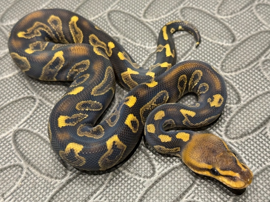 Wookie Chocolate Double Het Hypo Clown Ball Python by VGM ROYALS