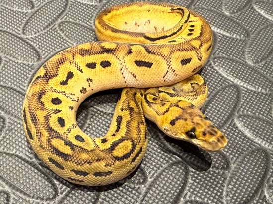 Bongo Orange Dream Clown Ball Python by VGM ROYALS
