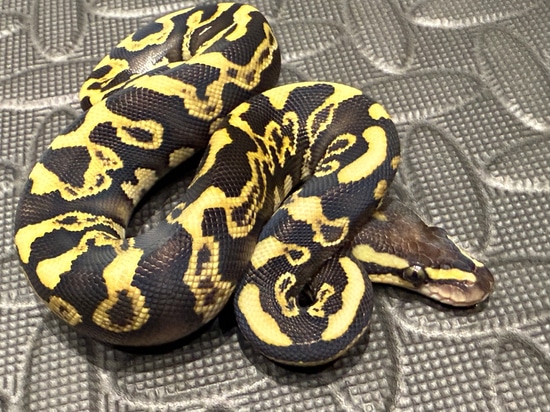 Ghi Spotnose Leopard Phantom Het Clown Ball Python by VGM ROYALS