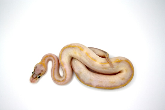 Pastel Ivory Ball Python by RMLA Exotic Reptiles