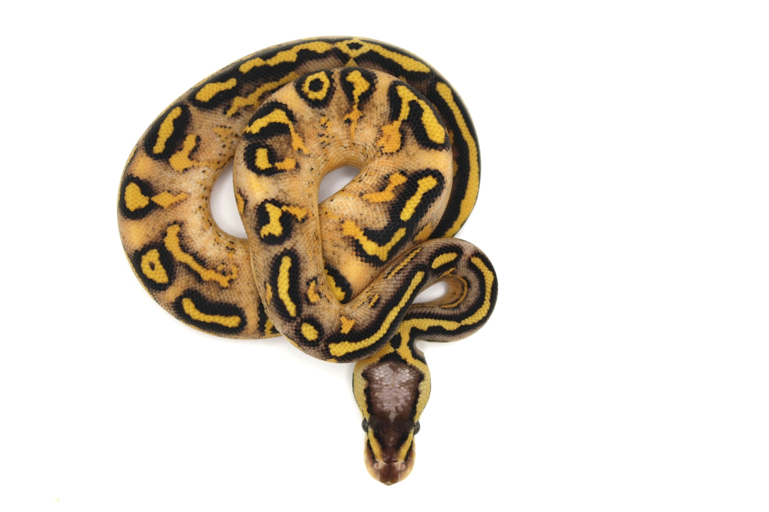 Pastel Asphalt Gravel (Pavement) Ball Python by RMLA Exotic Reptiles ...