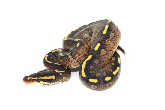 Asphalt Gravel (Pavement) Ball Python by RMLA Exotic Reptiles