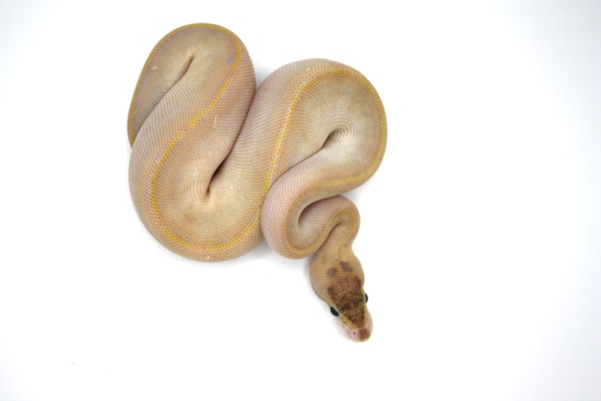 Ivory Ball Python by RMLA Exotic Reptiles