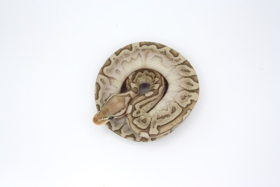 Super Pastel Bamboo Leopard Ball Python by RMLA Exotic Reptiles