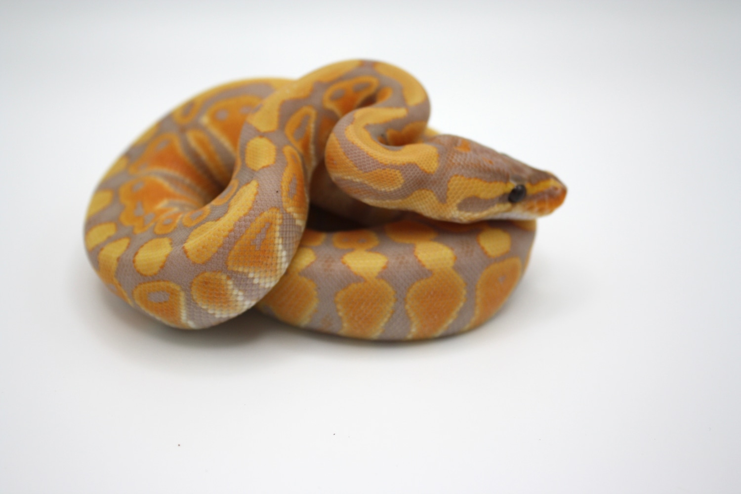 Banana Enchi Ball Python by RMLA Exotic Reptiles - MorphMarket