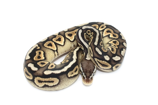 Firefly Lesser Dh Clown Hypo Ball Python by RMLA Exotic Reptiles