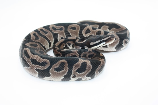Leopard Vpi Axanthic 50%het Pied Ball Python by RMLA Exotic Reptiles
