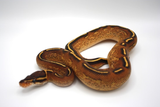 Freeway Ball Python by RMLA Exotic Reptiles