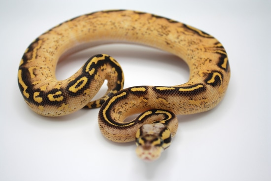 Pastel Freeway Ball Python by RMLA Exotic Reptiles