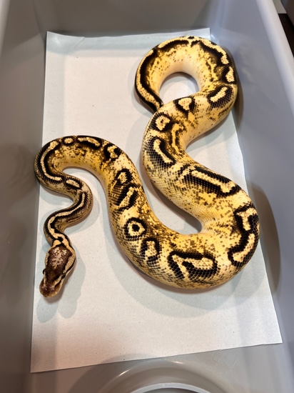 Pastel Asphalt Gravel (Pavement) Ball Python by RMLA Exotic Reptiles