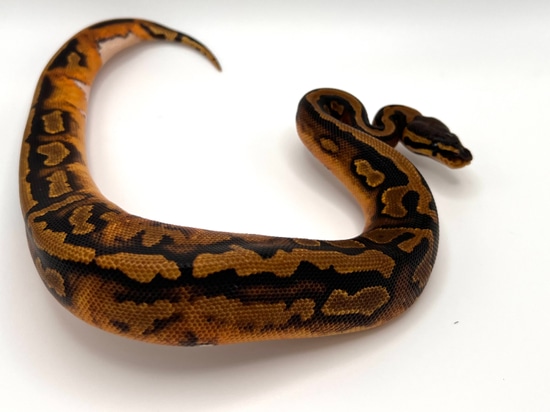 Yellow Belly Pied Ball Python by RMLA Exotic Reptiles