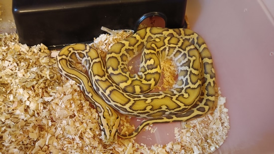 Caramel Het 66% Albino Burmese Python by VygoTerrario