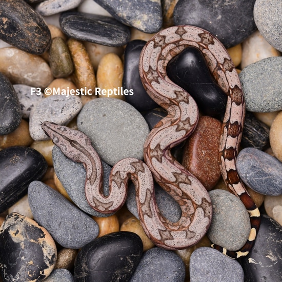 2025 Miller Red Line Bolivian Short-Tailed Boa Constrictor by Majestic ...