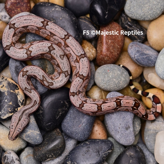 2025 Miller Red Line Bolivian Short-Tailed Boa Constrictor by Majestic ...