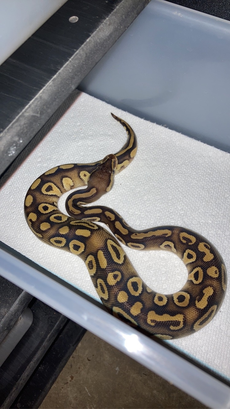 Pastave Ball Python by W&J Balls Creations - MorphMarket