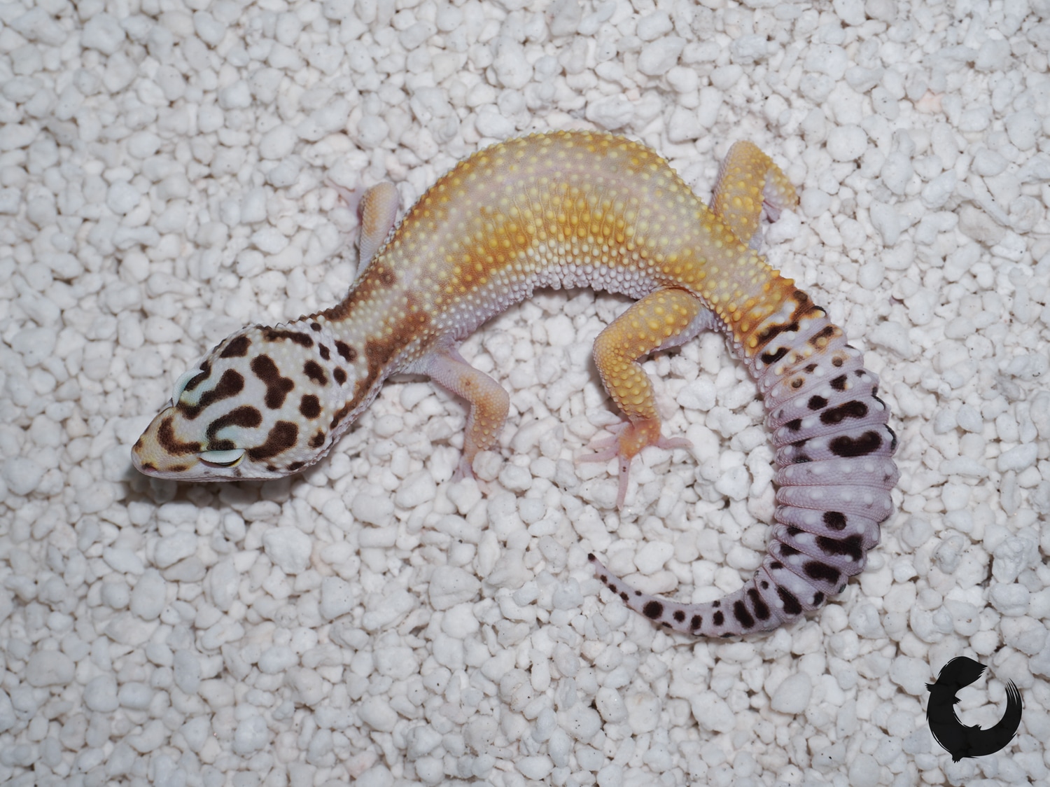 Ghost Mack Snow Het Tremper Ph Eclipse Leopard Gecko by Wabisaur ...