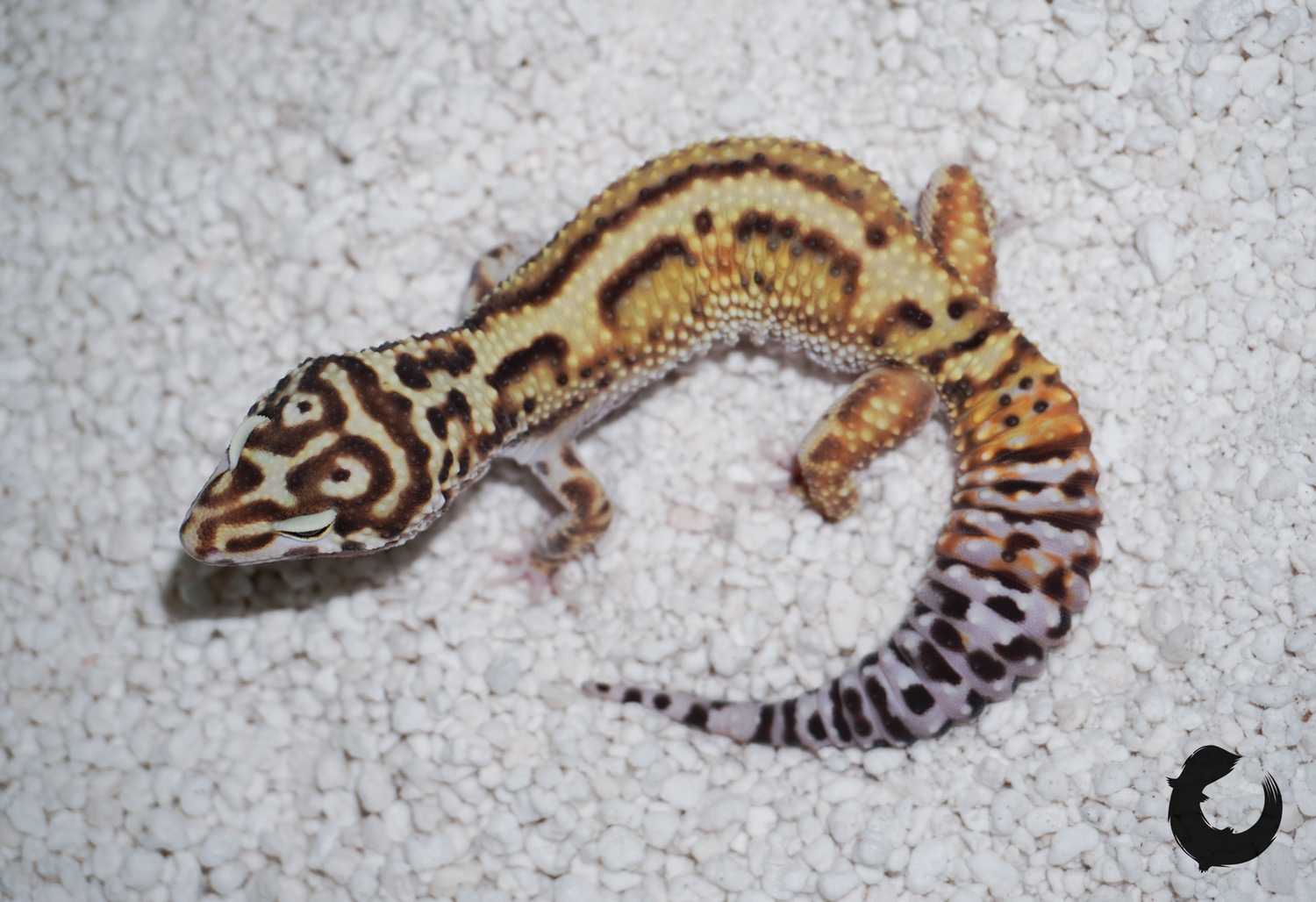 Firebold Tremper X Bold Stripe Leopard Gecko by Wabisaur - MorphMarket