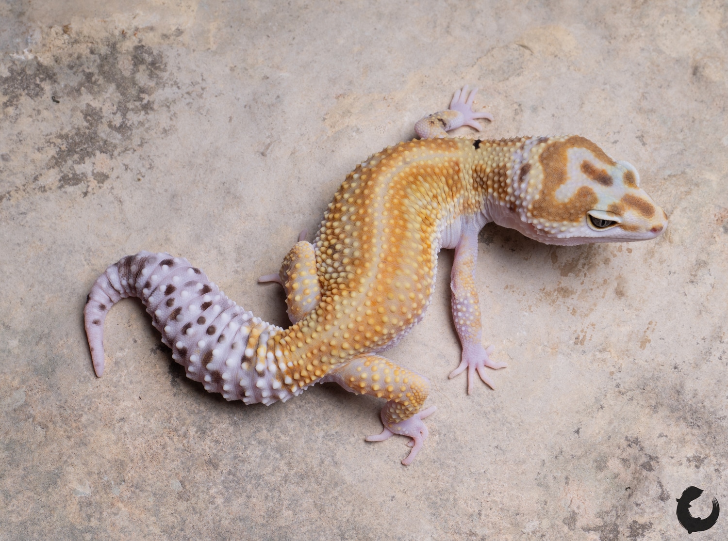 WY Stripe Ph Raptor Leopard Gecko by Wabisaur - MorphMarket