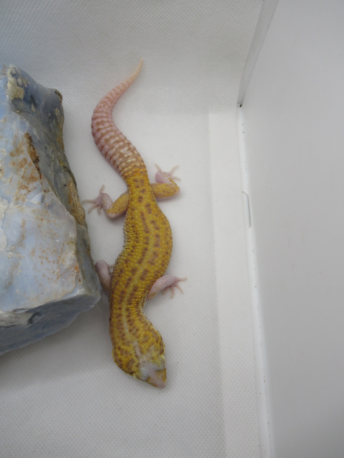 Gem Snow Radar Leopard Gecko by Wacky Exotic Reptiles - MorphMarket