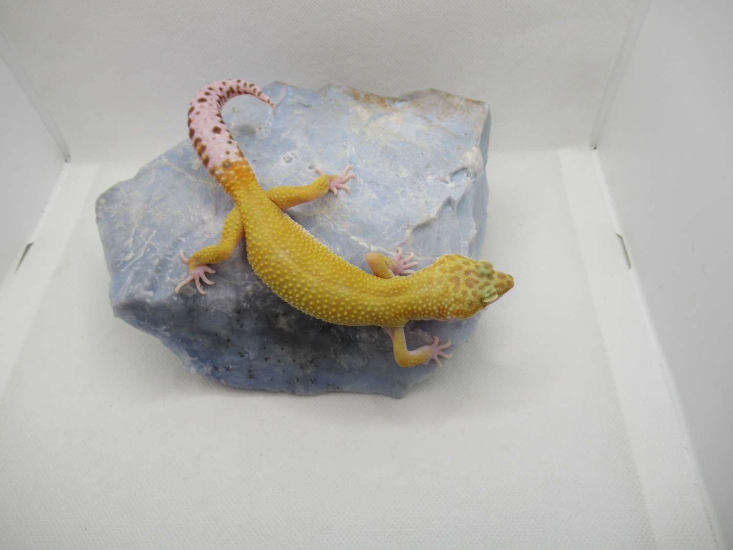 Mack Snow Tremper Het Eclipse Pos White And Yellow Leopard Gecko by ...