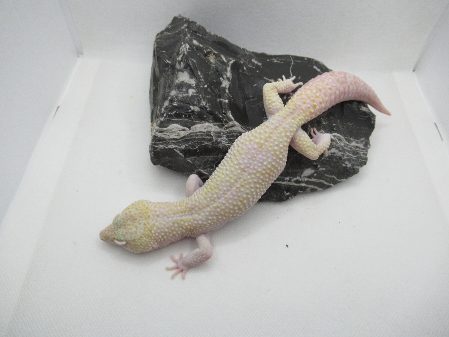 Mack Snow Raptor Het Blizzard Het Murphy Patternless Leopard Gecko by ...