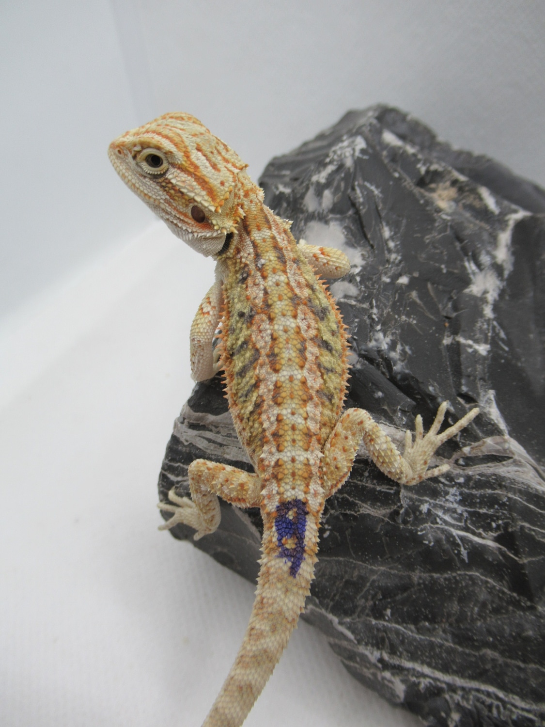 Citrus Hypo 100% Het Zero 66% Het Translucent Central Bearded Dragon by ...