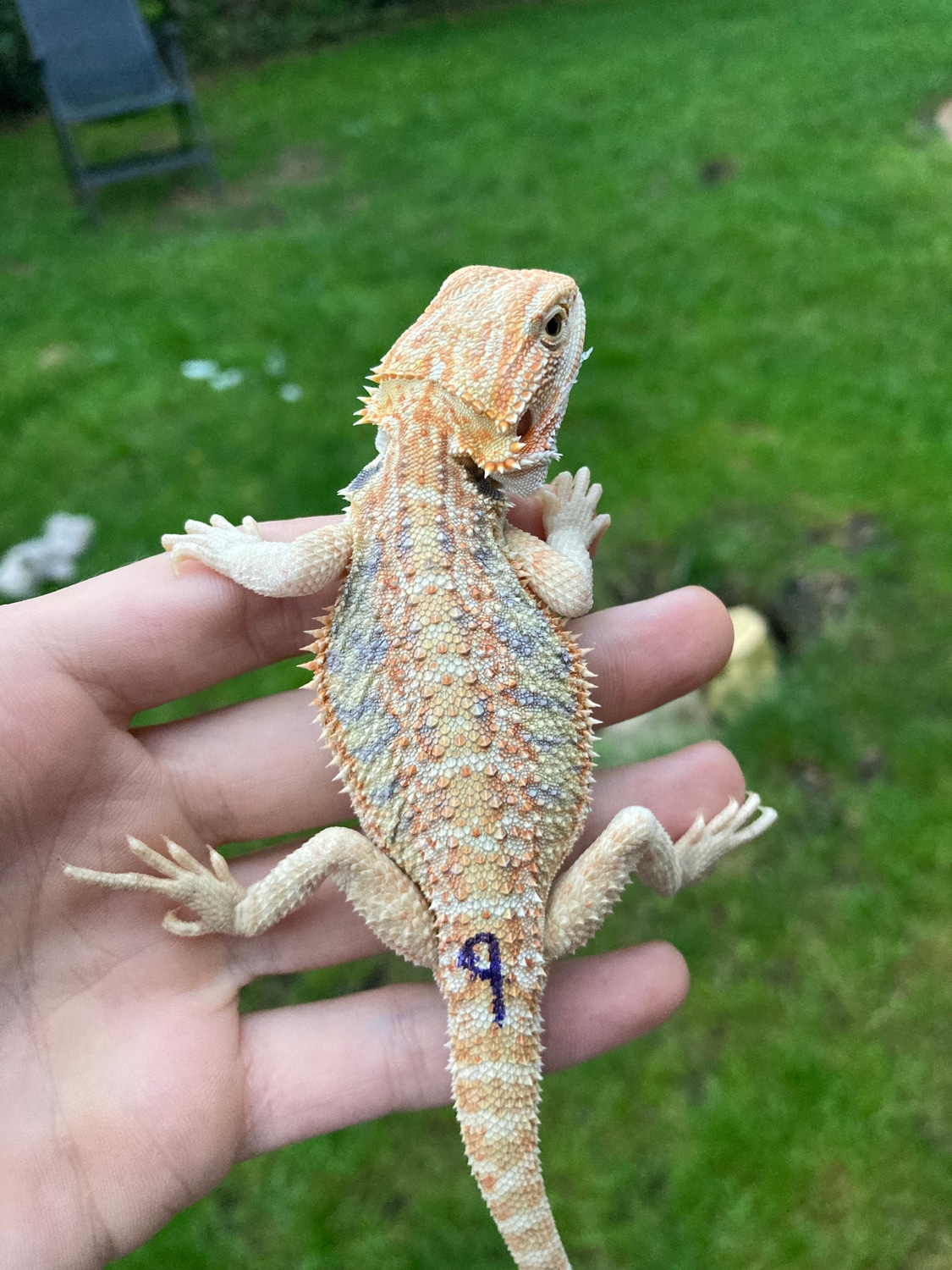 Citrus Hypo 100% Het Zero 66% Het Translucent Central Bearded Dragon by ...
