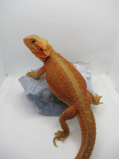 Red Hypo Translucent G-Stripe Dunner Central Bearded Dragon by Wacky ...