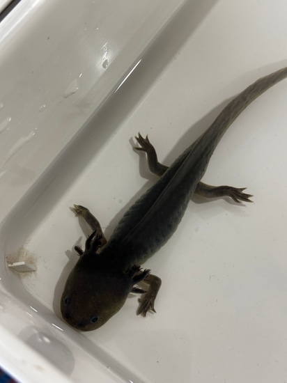 “Coal” Black Melanoid Axolotl by Wácool Axolotls