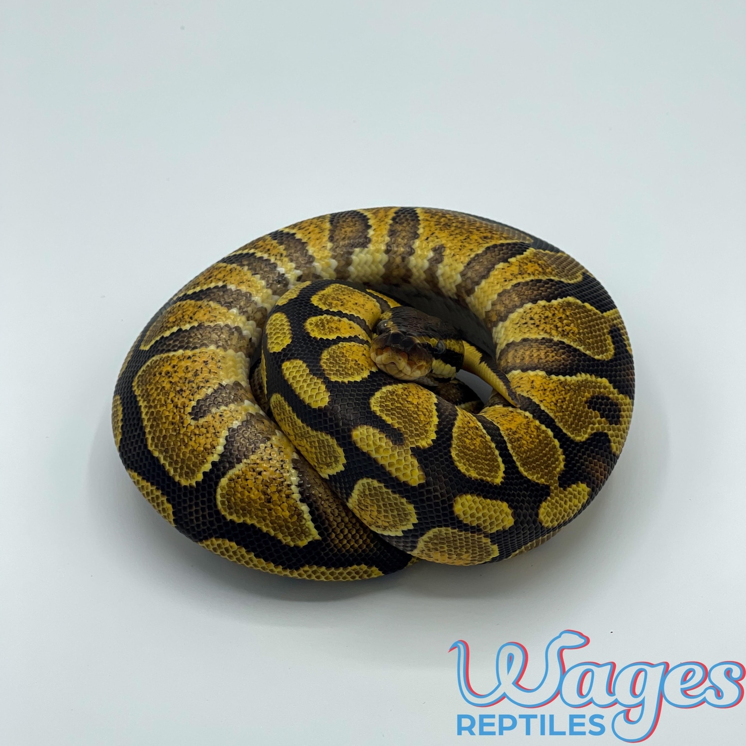 Yellow Belly - Free Shipping Ball Python by Wages Reptiles - MorphMarket