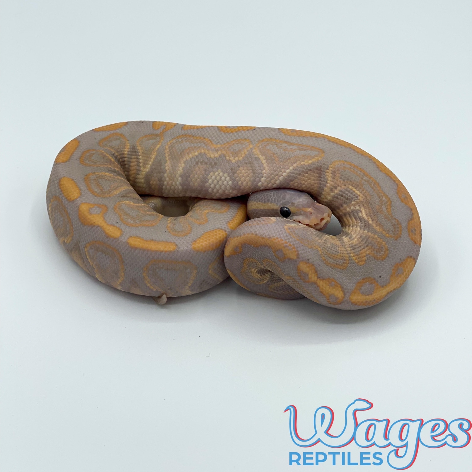 Black Pastel Banana 100% Het Hypo Ball Python by Wages Reptiles ...