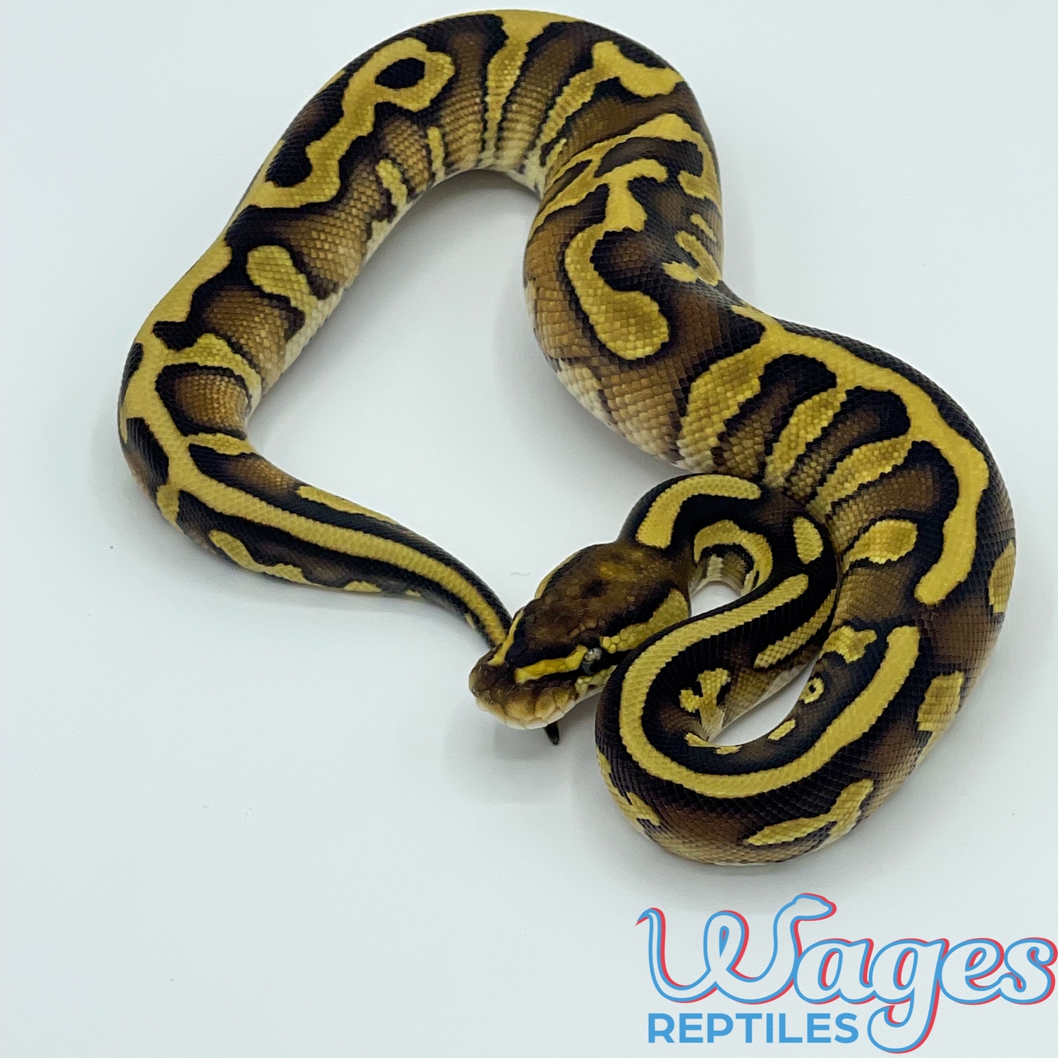 Lesser Leopard 100% Het Clown Ball Python by Wages Reptiles - MorphMarket