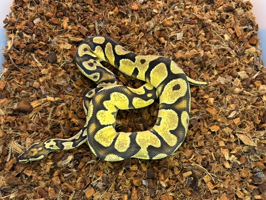 NO RESERVE -Super Orange Dream Yellow Belly Ball Python by Wages Reptiles