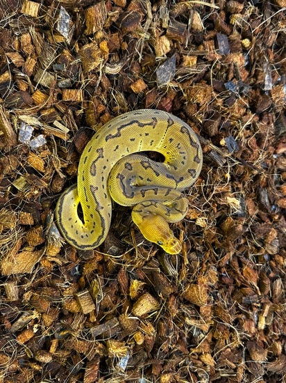 Pinstripe Clown Ball Python by Wages Reptiles