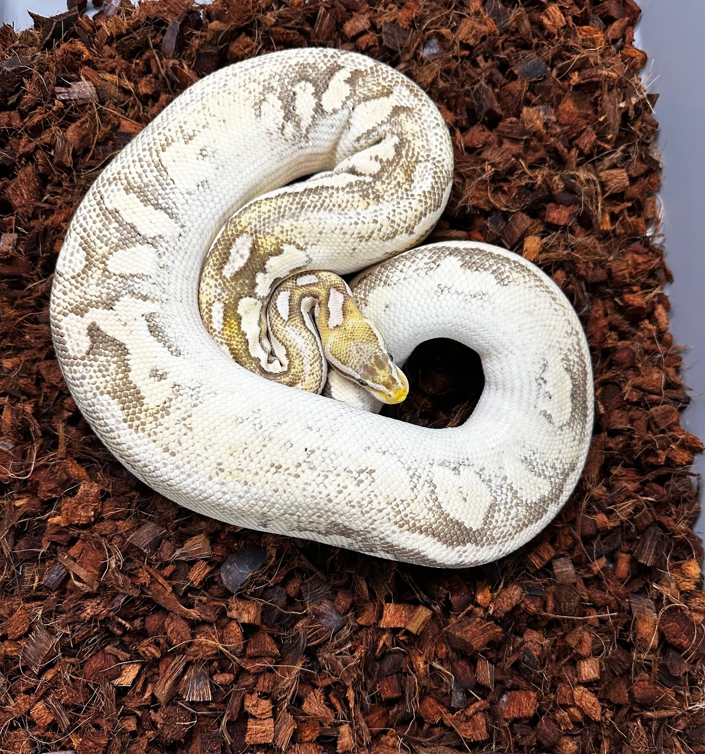 Pastel Mojave Fire Calico Orange Dream Ball Python by Wages Reptiles ...